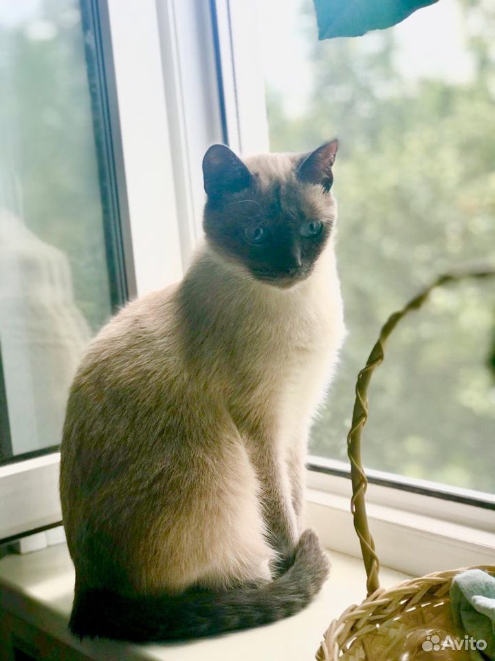 Тайский котик в добрые руки