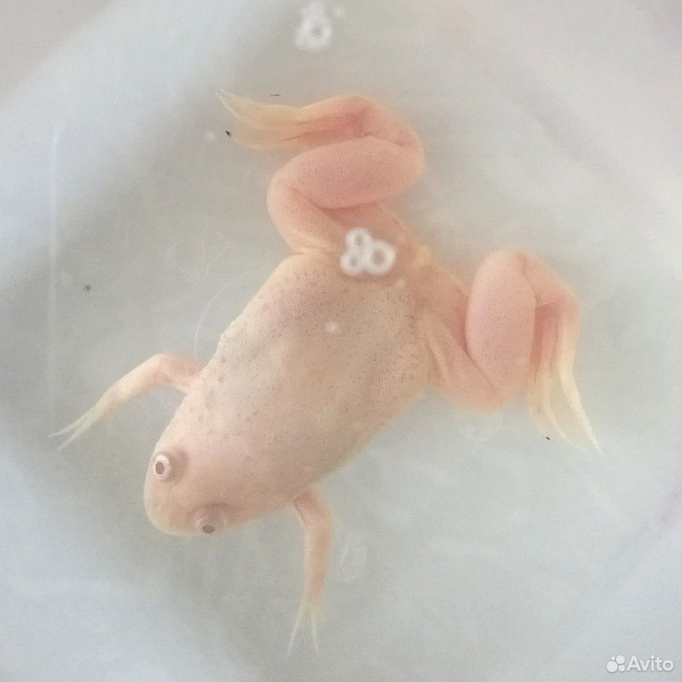 Лягушка шпорцевая аквариумная