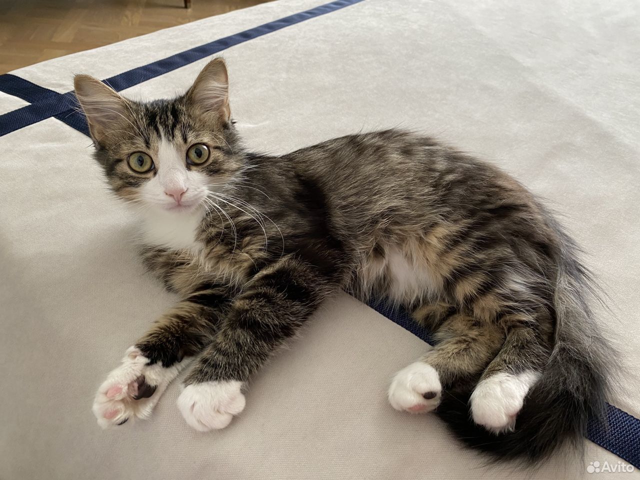 Кот, похожий на «сибиряка». Помогите найти дом