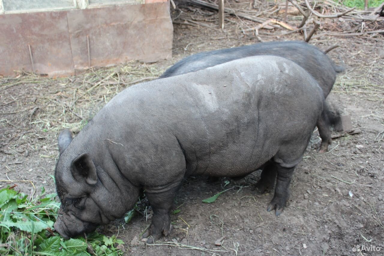 Свиньи Кобаны