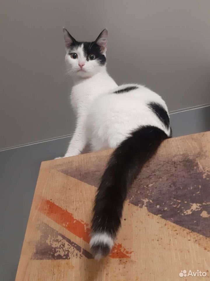 Кошка Елизавета