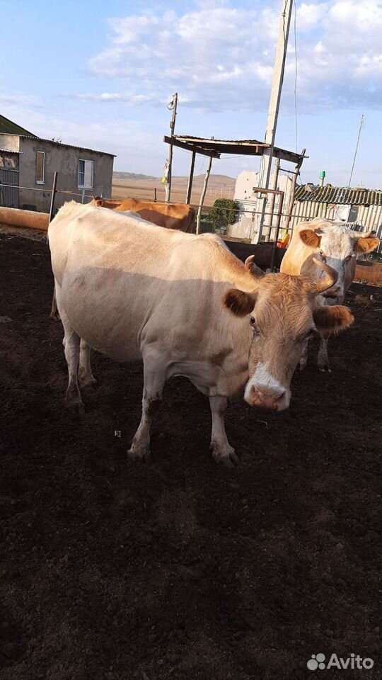 Корова сементалка