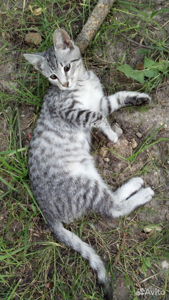 Котята-тигрята очень хотят домой