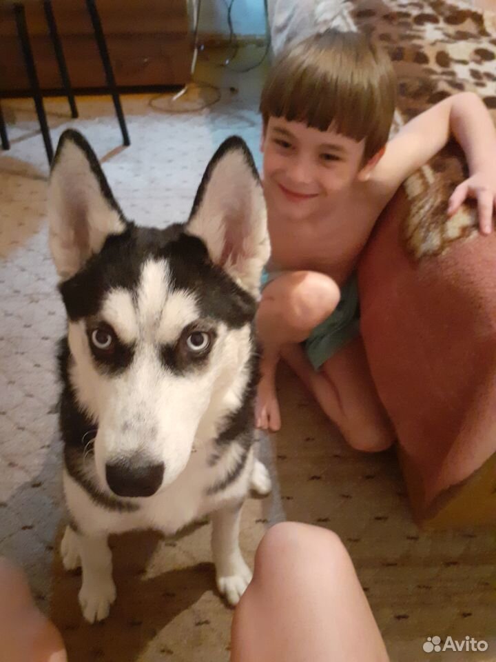 Сибирский хаски