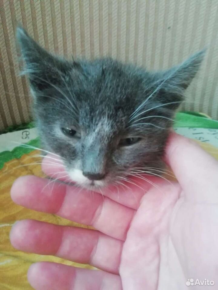 Отдам девушку маленькую 1 месяц