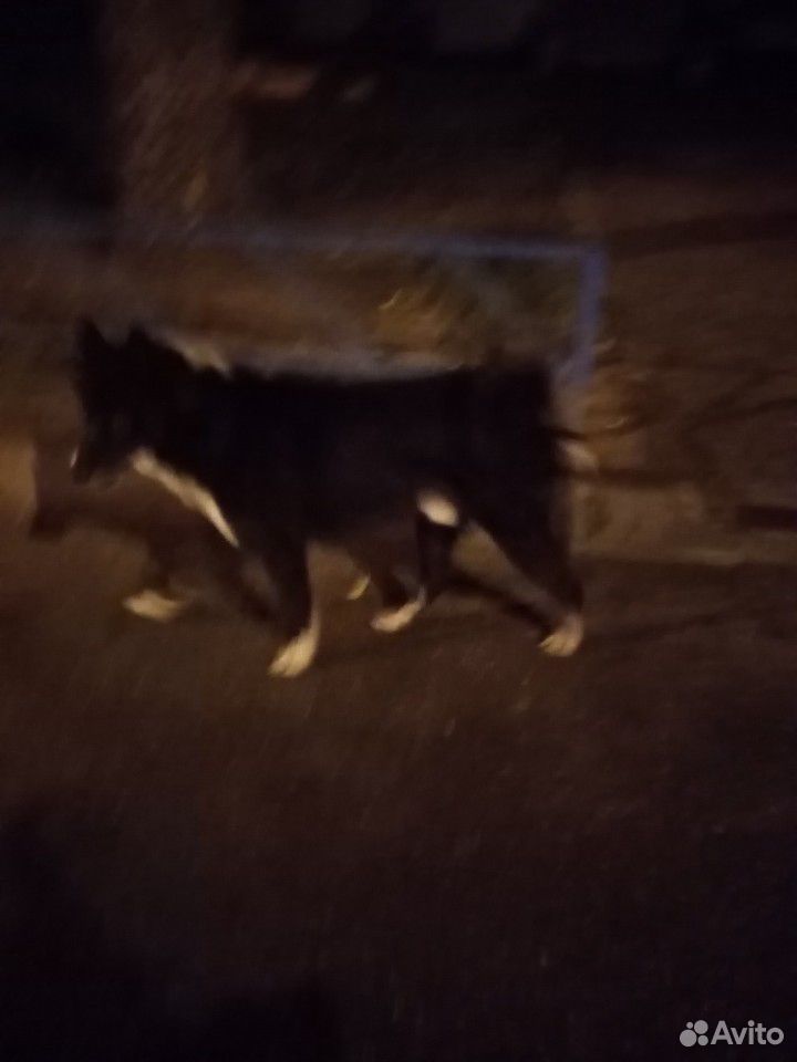 Найдена собака