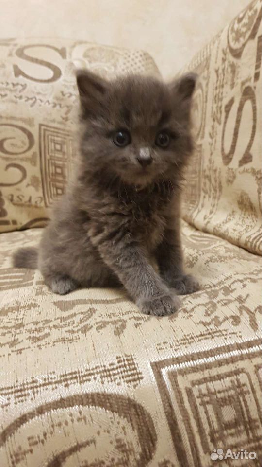 Котёнок