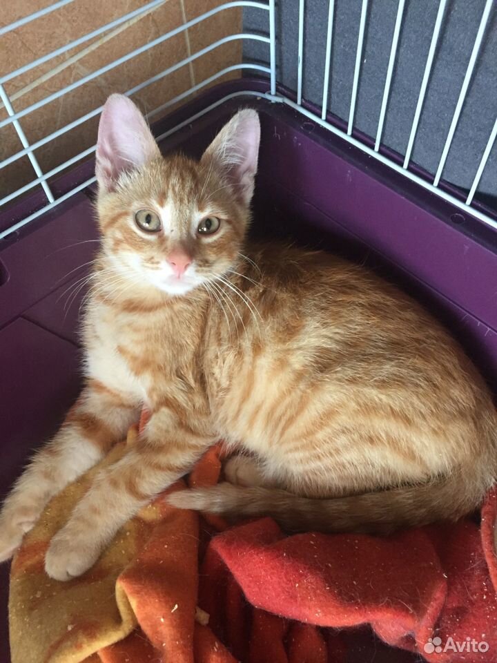 Рыженькое чудо