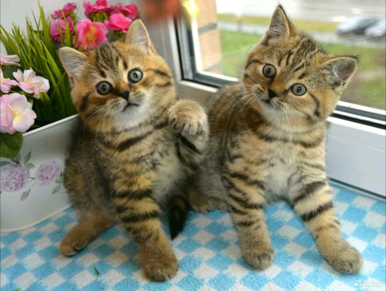 Супер Котята Тигрята, Очаровательные Шотландцы