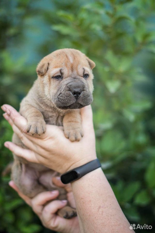 Щеночек шар пея