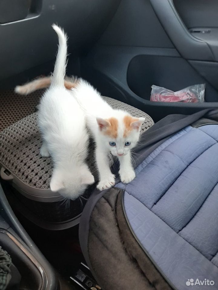 Белоснежное чудо в дом