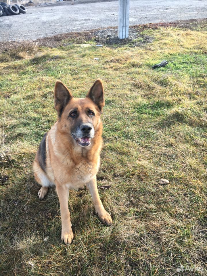 Немецкая овчарка