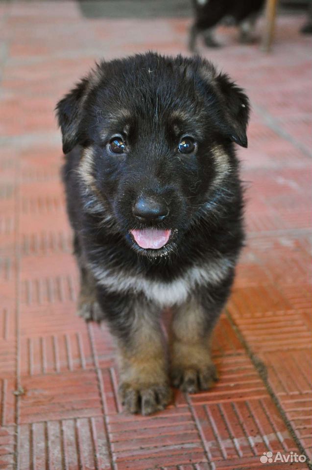 Немецкие овчарята