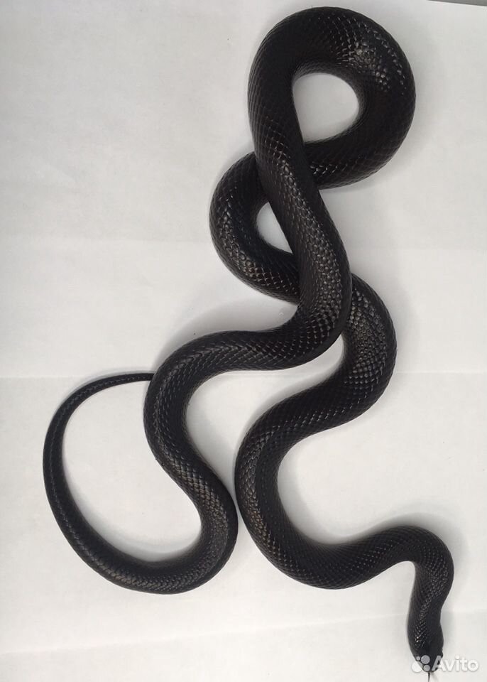 Lampropeltis getula nigrita