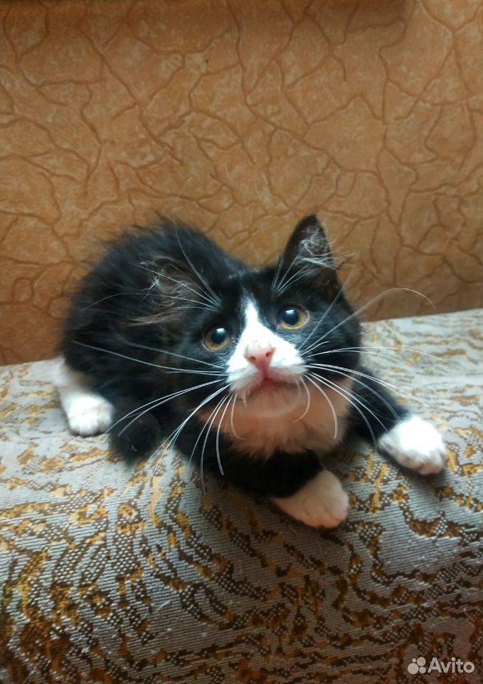 Котята девочки в добрые и ласковые руки