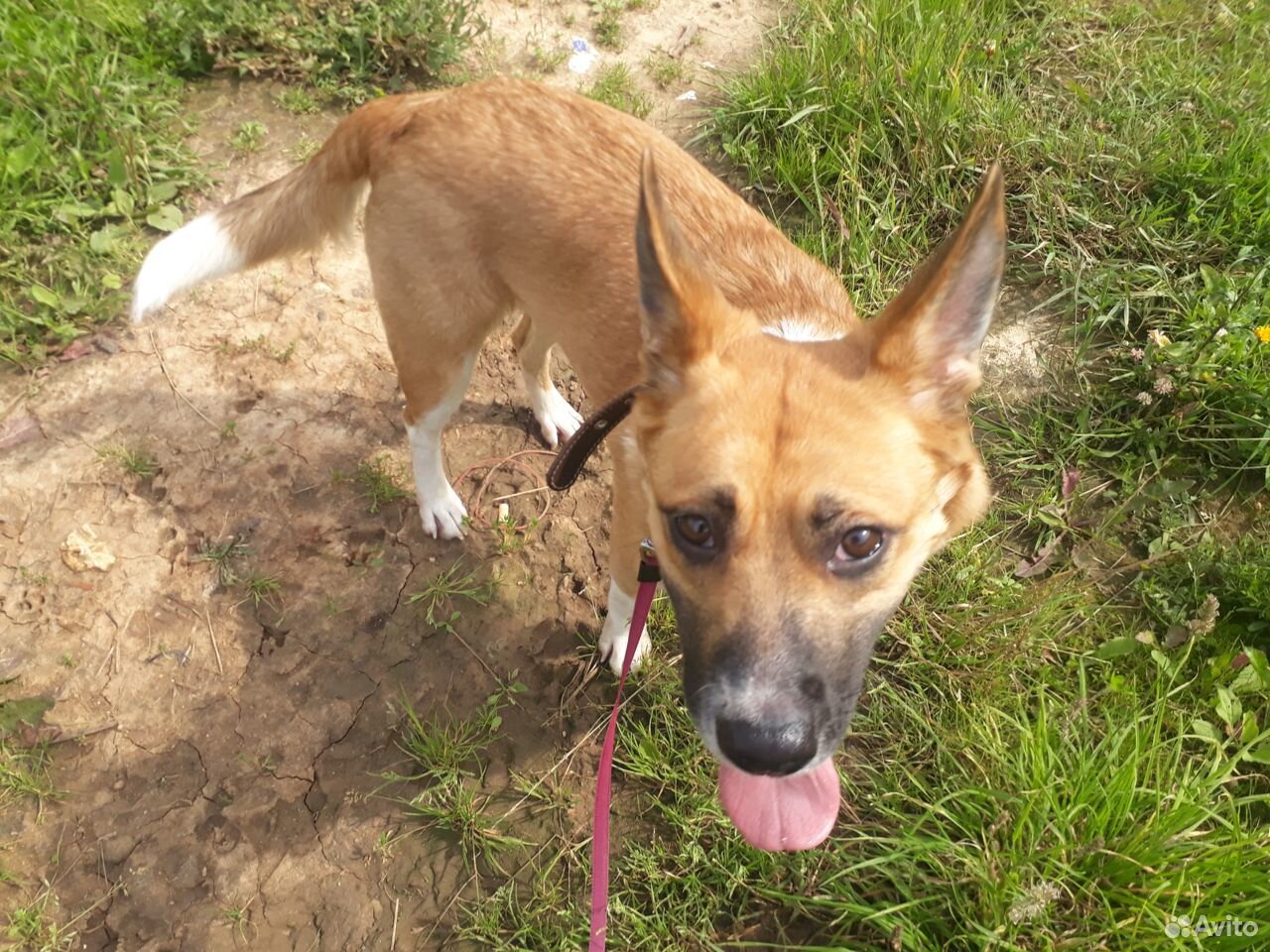 Найдена собака в Зеленограде