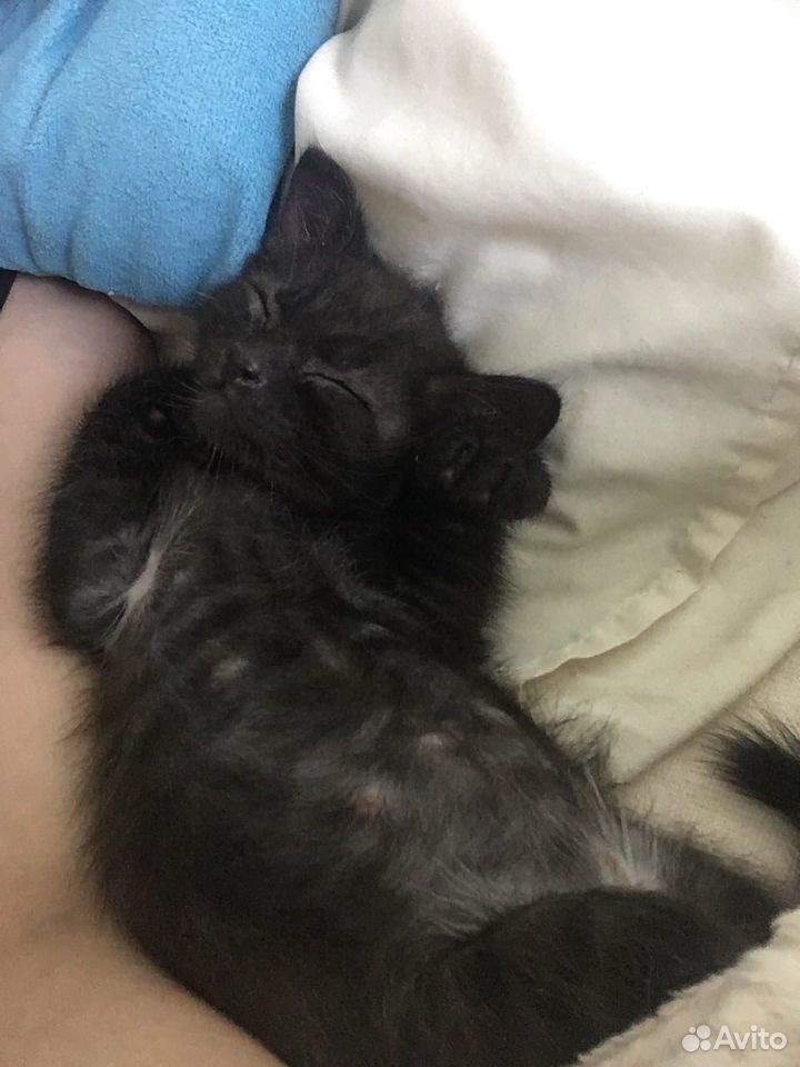 Котёнок Барсик