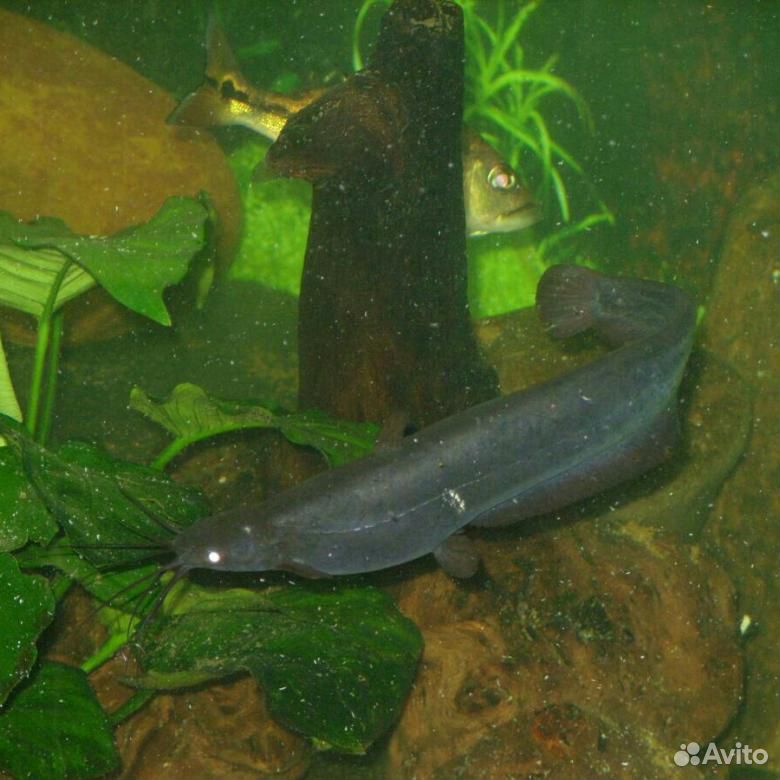 Мешкожаберный сом