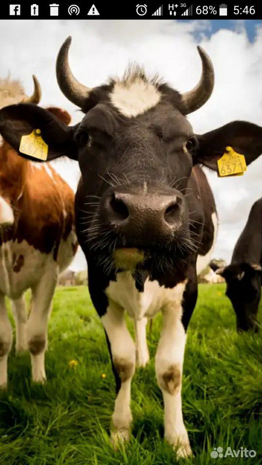Коровы телята