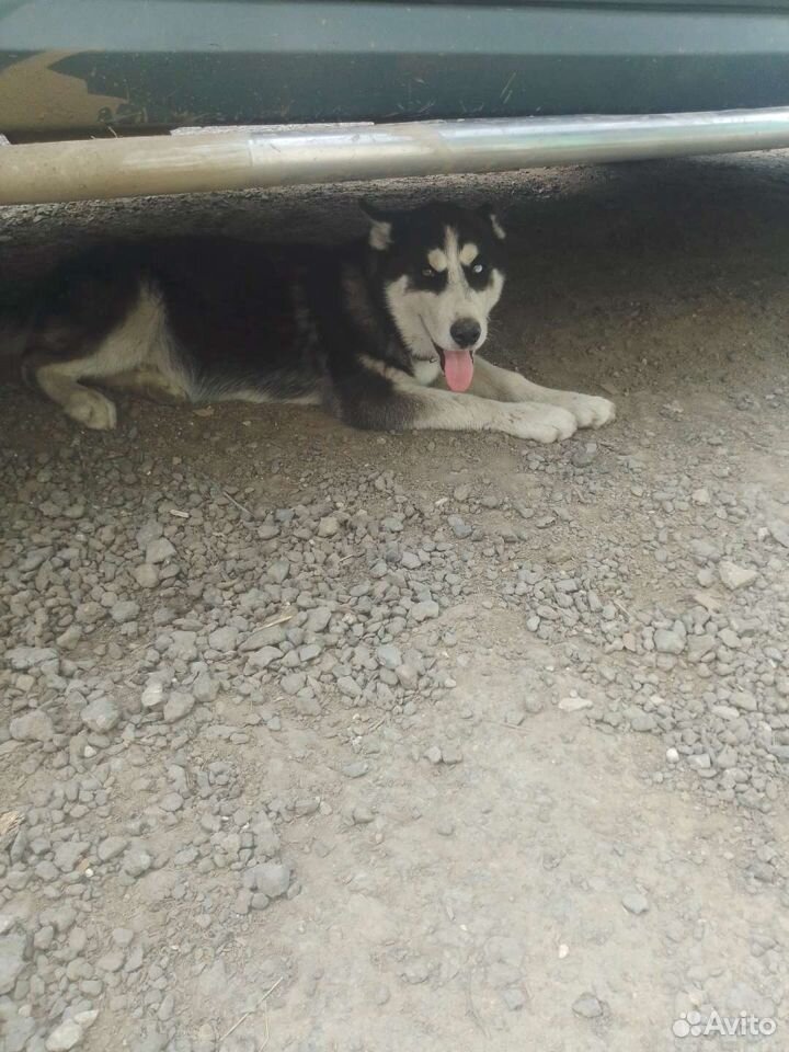 Собака Хаски