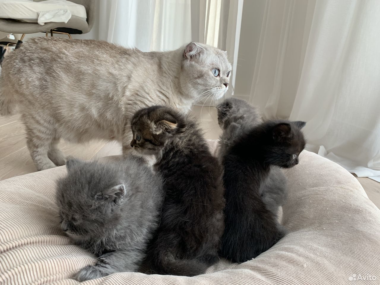 Котята вислоухие