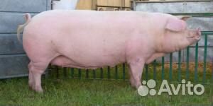 Свини на убой