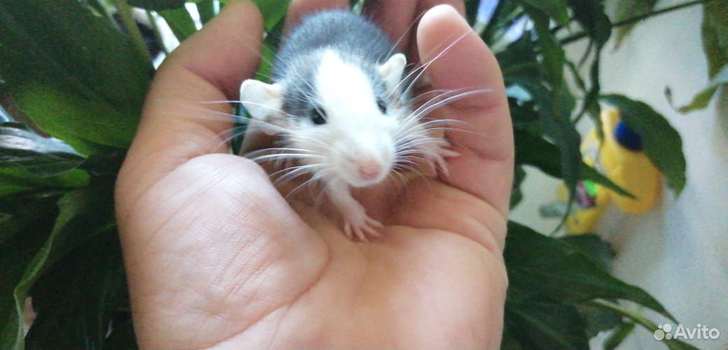 Крысы крысята дамбо малыши