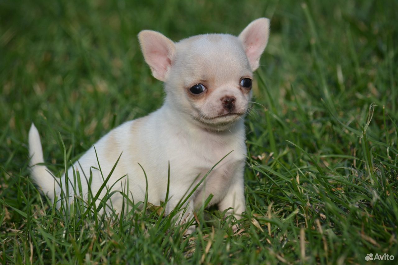 Очаровашка