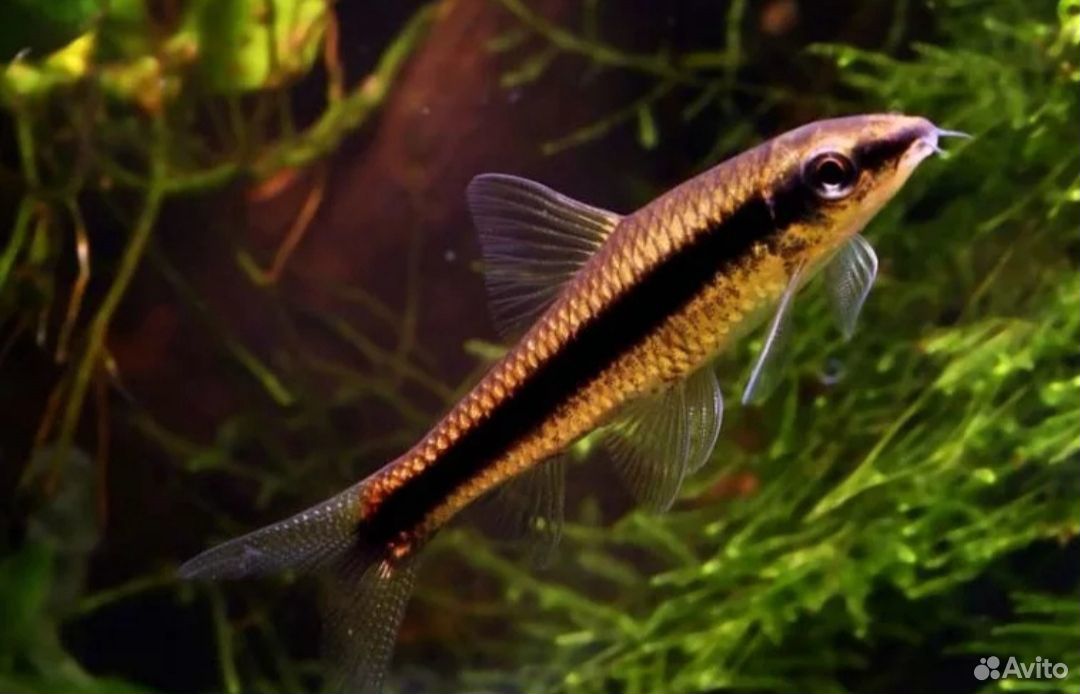 Сиамский водорослеед