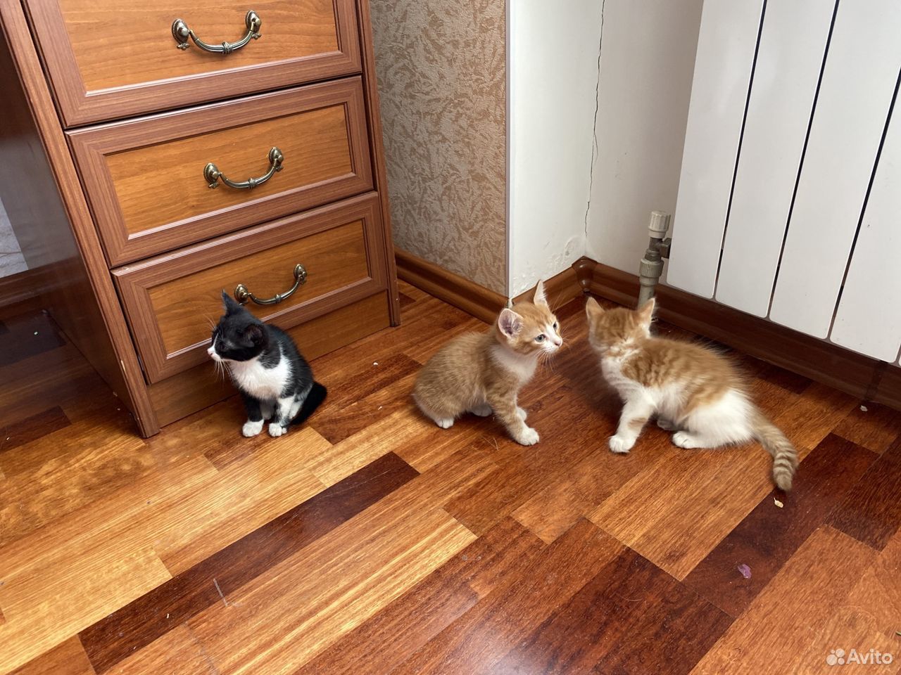 Отдаю в добрые руки пушистиков