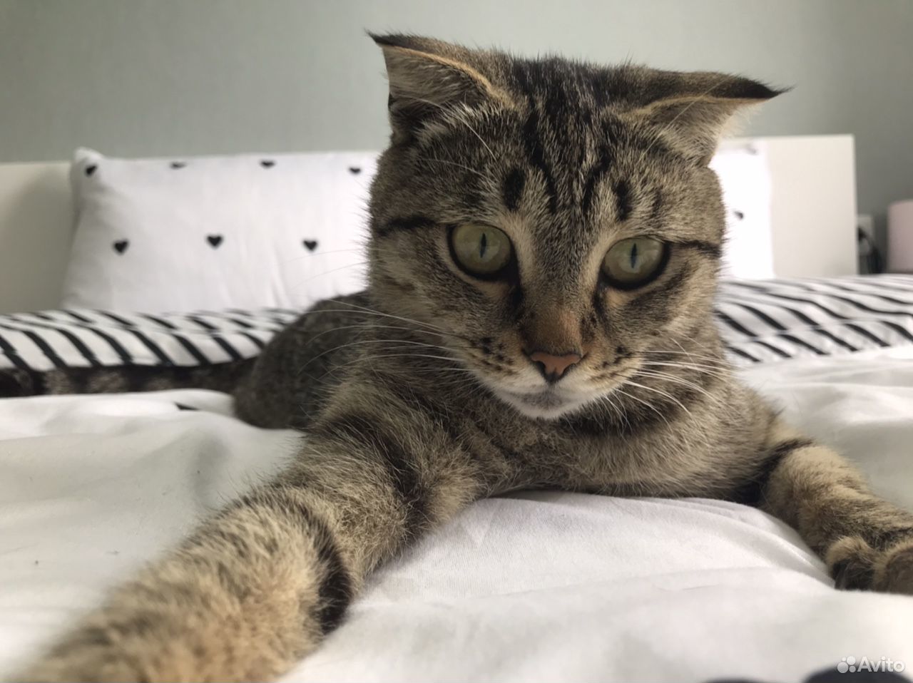 Кошечка в добрые руки