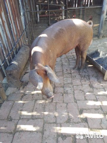 Молодой хряк