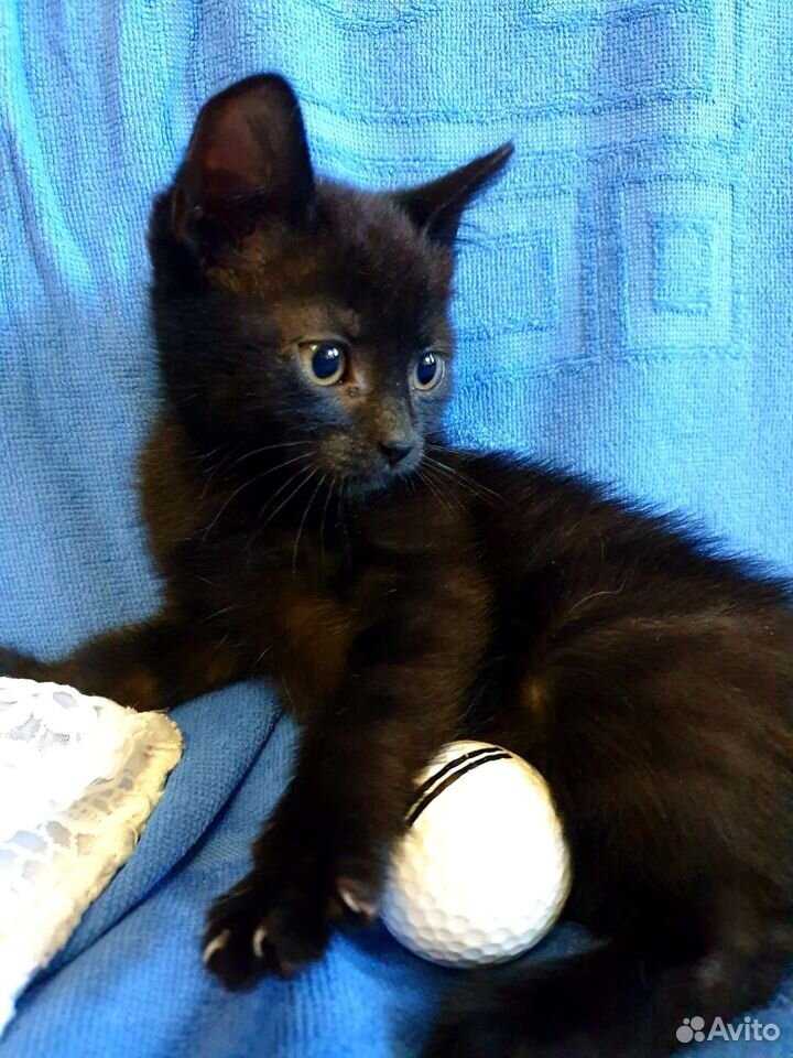 Чемпионка по гольфу