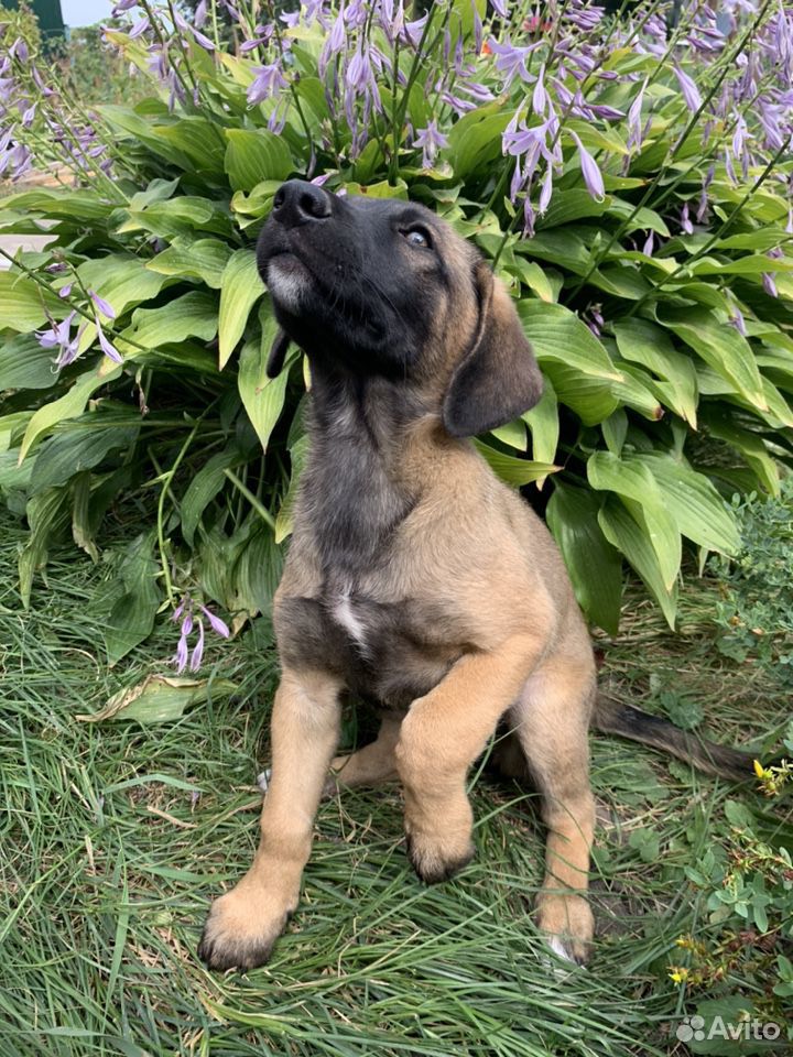 Собака щенок 2 месяца