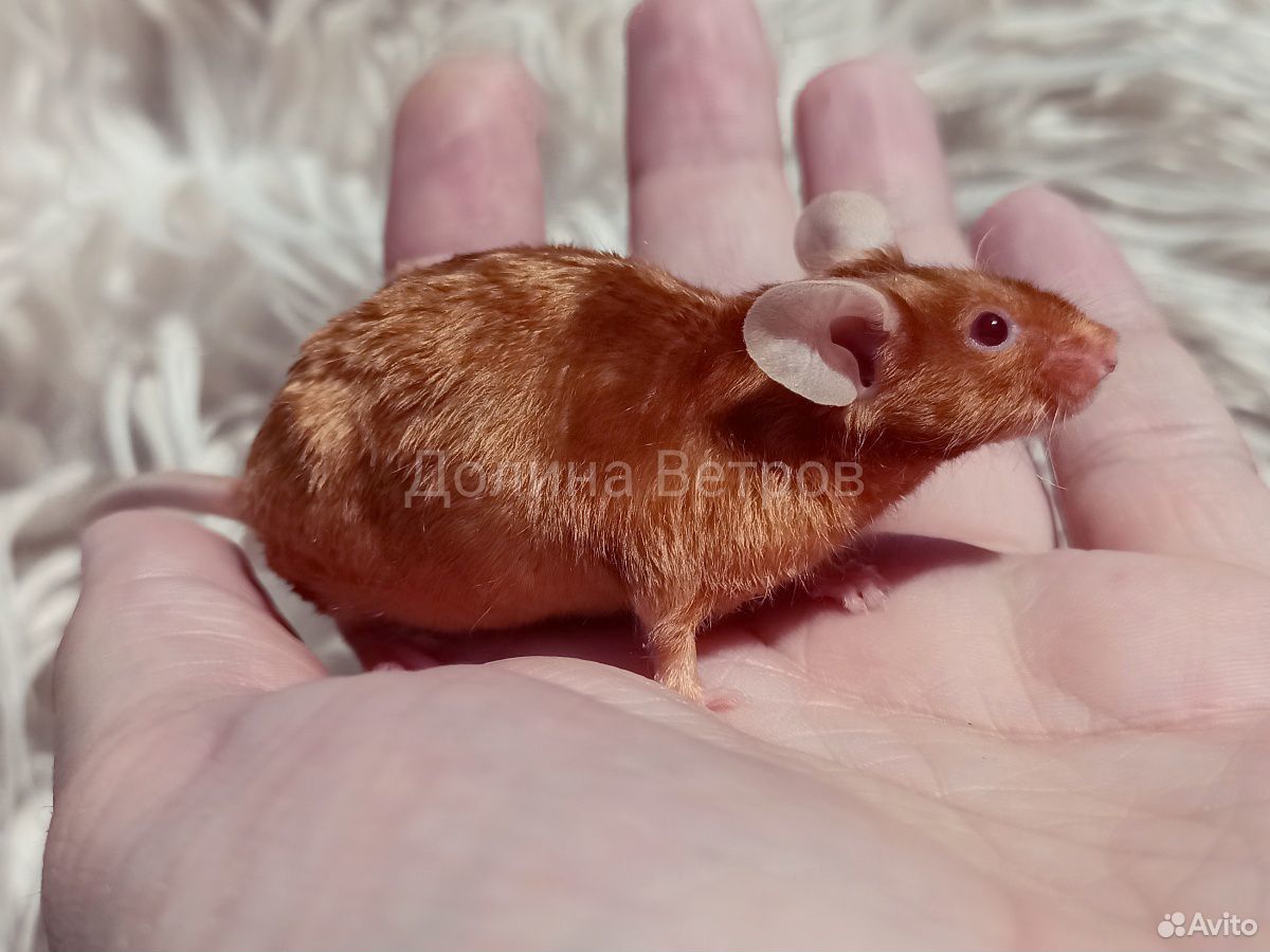 Мышь декоративная сатин рекс фавн