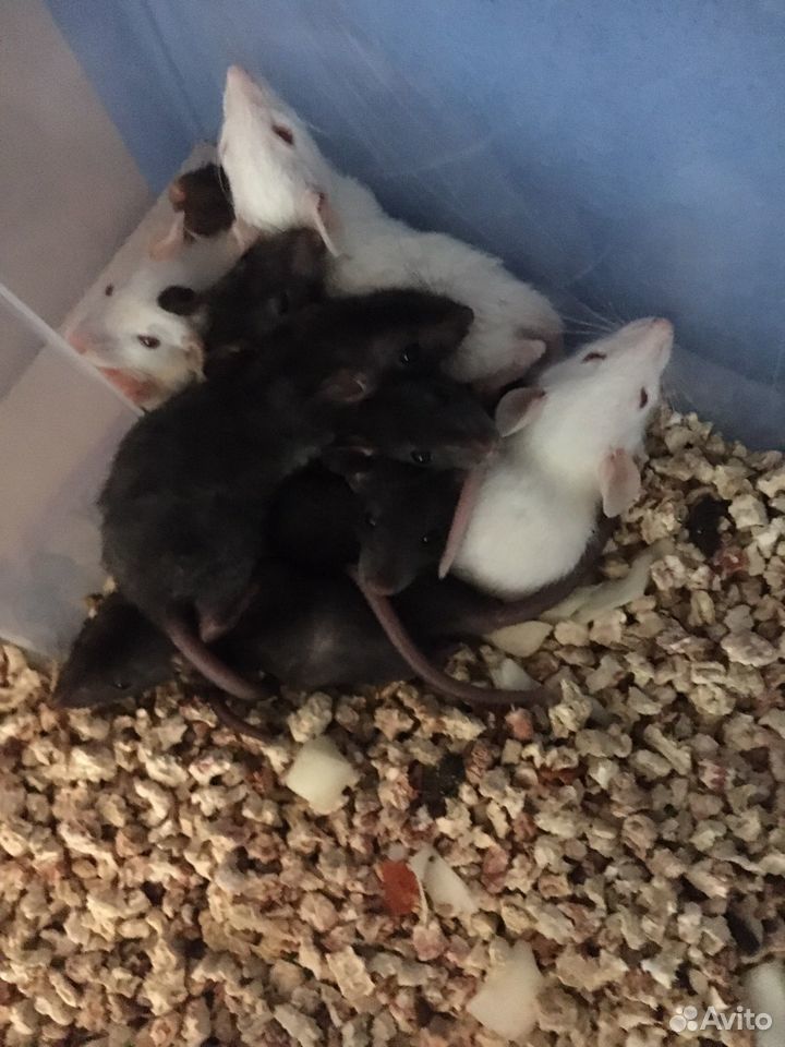 Отдам ручных крысят