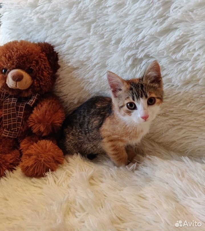 Котенок в добрые руки