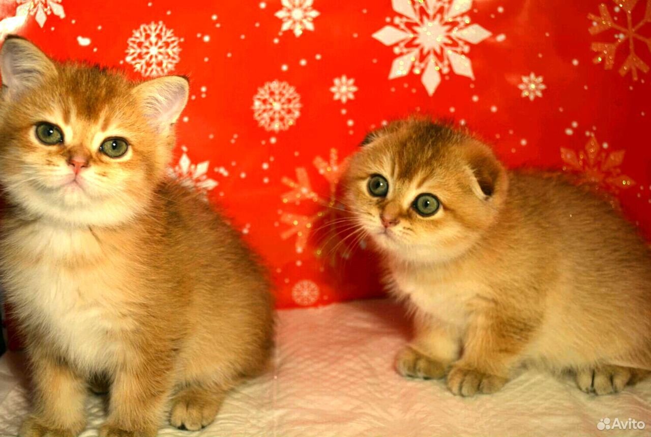 Прекрасные котята Шотландцы, золотые шиншиллята