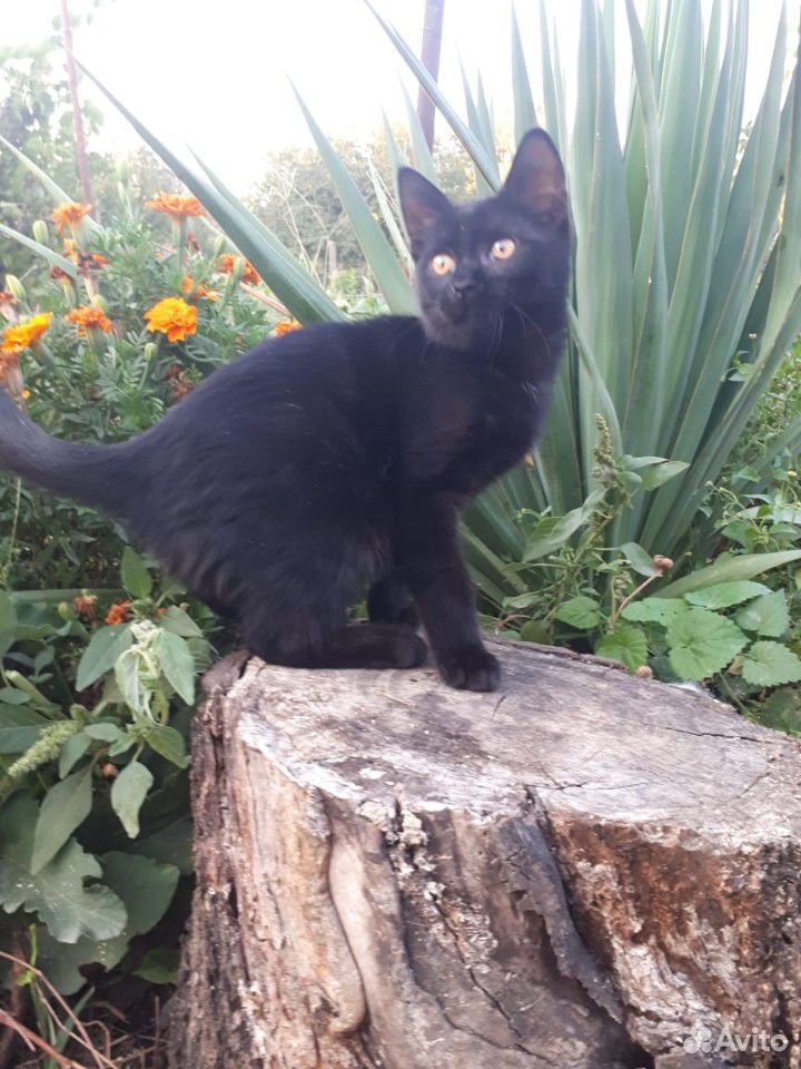 Кошка