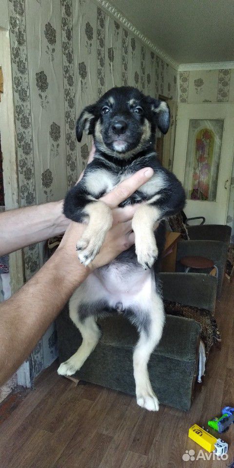 Щенки в добрые руки девочки