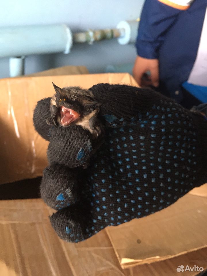 Продам летучую мышь