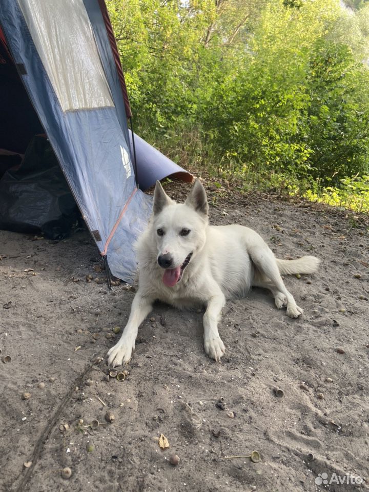 Лайка в добрые руки