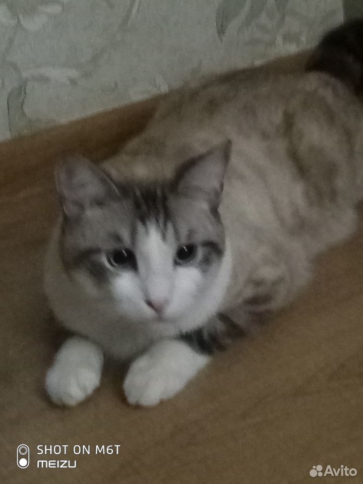 Кот Лаврентий 4 года