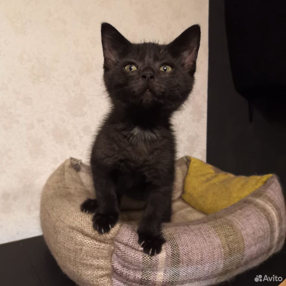 Котенок Маврик 2 мес