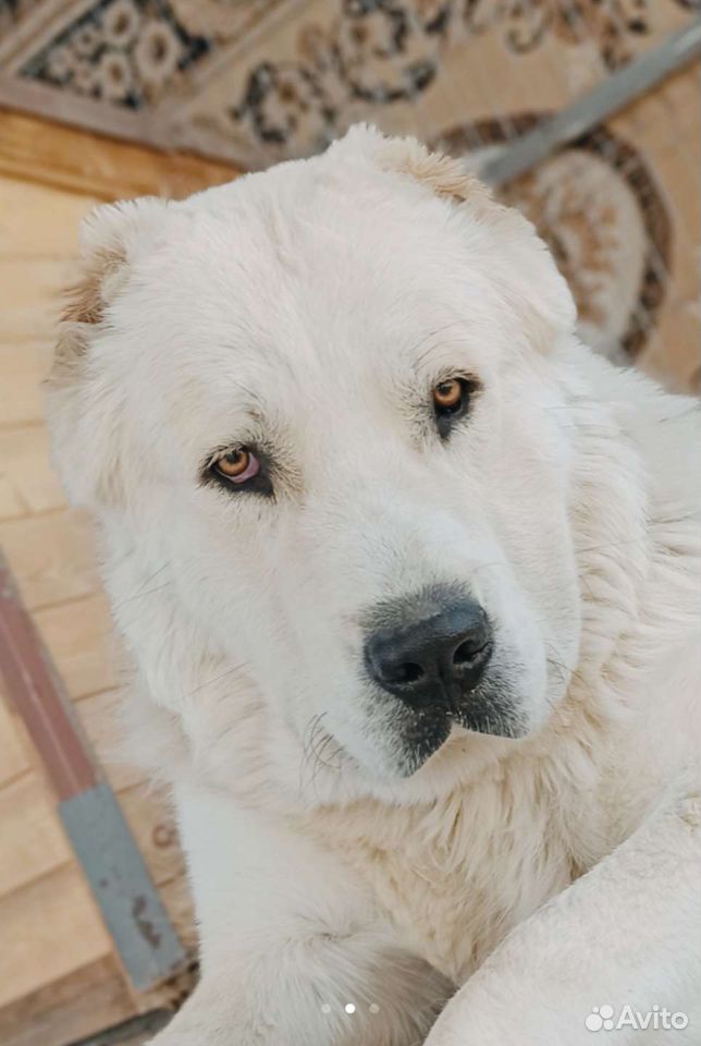 Ищем сучку Алабая для случки