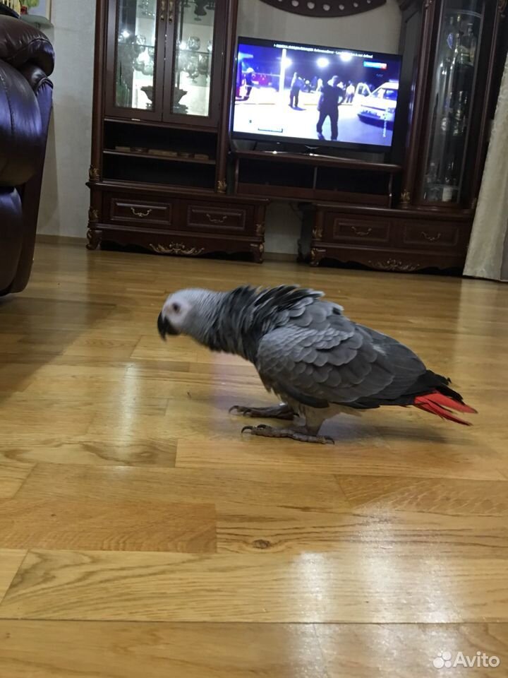 Попугай Жакоша