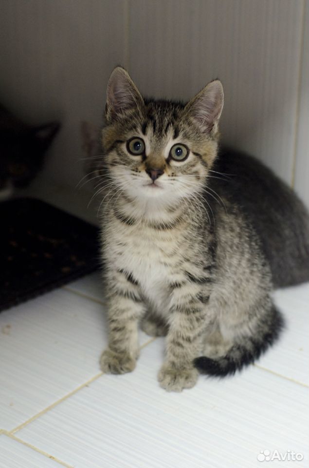 Котенок, звать Малёк