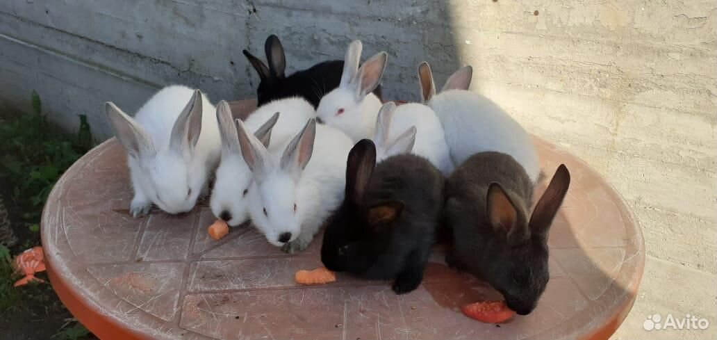 Крольчата