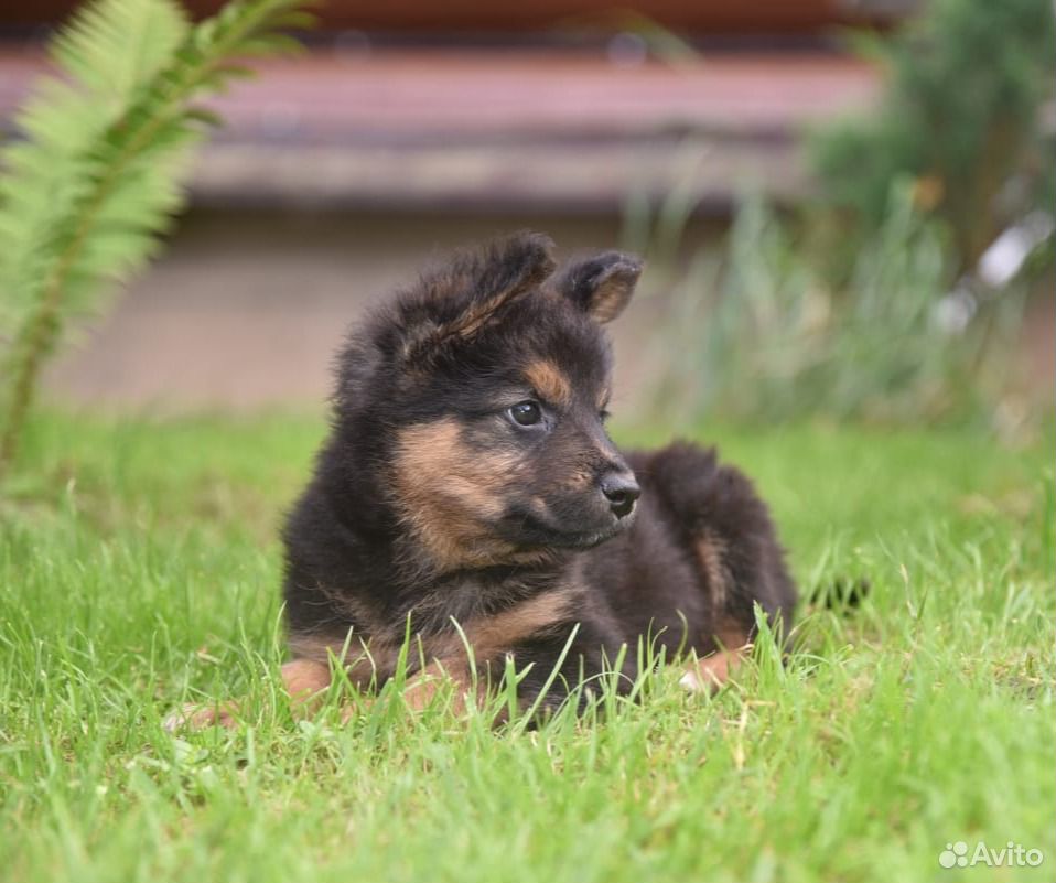 Малыш Кекс в добрые руки