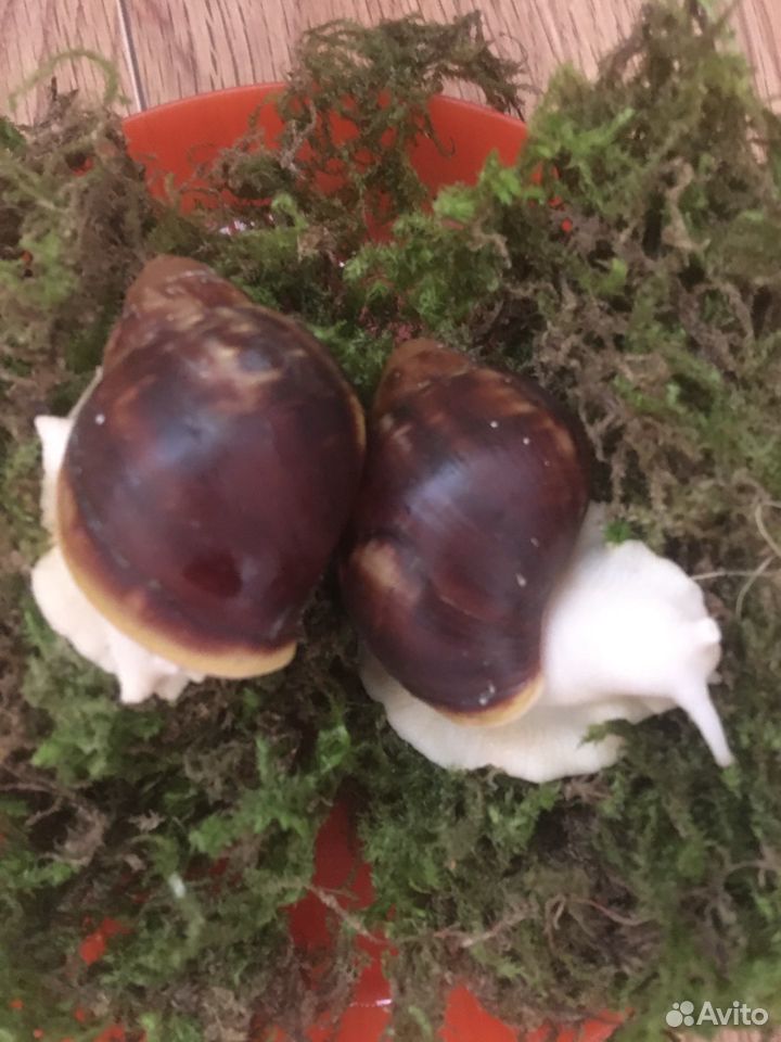 Улитки сп. Бенин